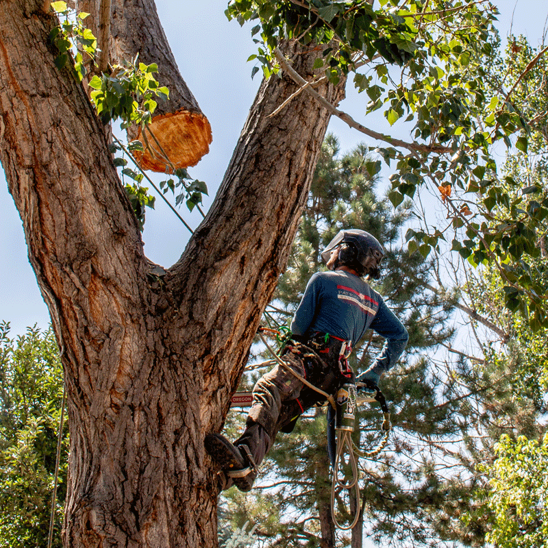 Tree Service in Boulder CO | Patriot Tree Company INC